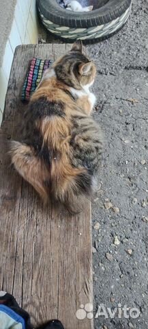 Отдадим котят, мать курильский бобтейл