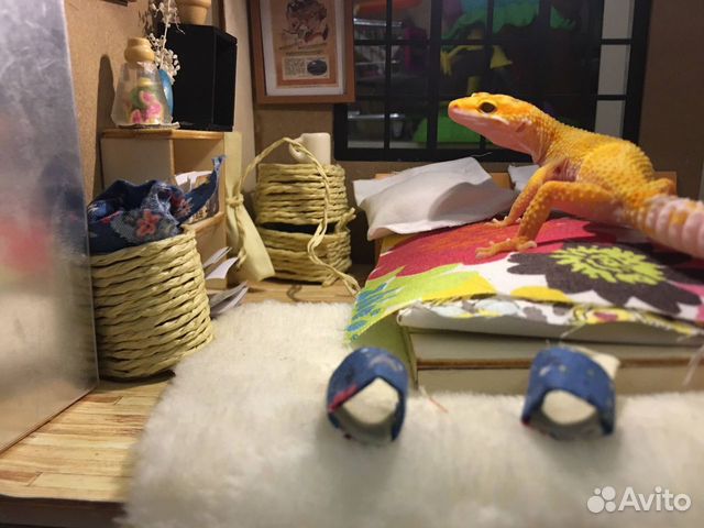 Эублефар самка