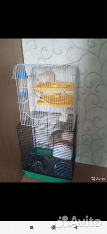 Крысы ручные