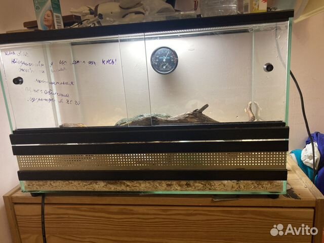 Маисовый полоз самка