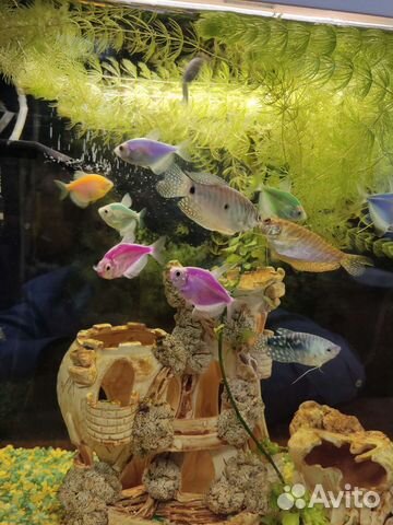 Приму в дар аквариум