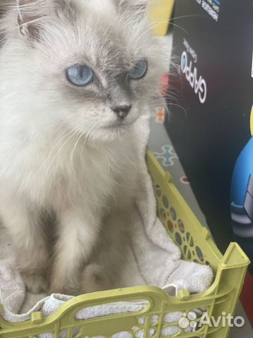 Найдена кошка Невская маскарадная