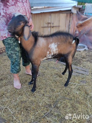 Нубийский козел