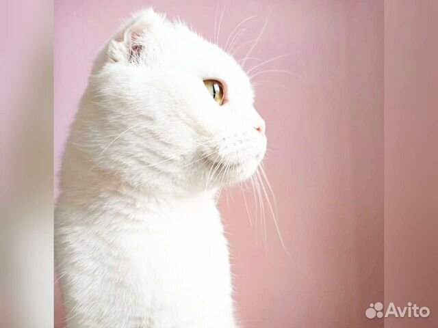 Котёнок Алекс шотландский вислоухий в дар