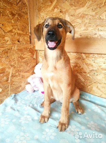 Щеночки метисы 3мес от роду ищут дом