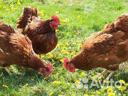 Куры молодки несушки