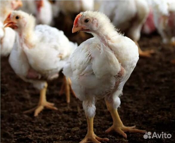 Куры бройлеры живым весом