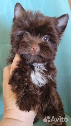 Девочка маленькая шоколадка