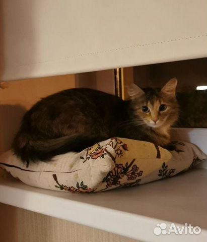 Робкая кошка Октавия в поисках дома