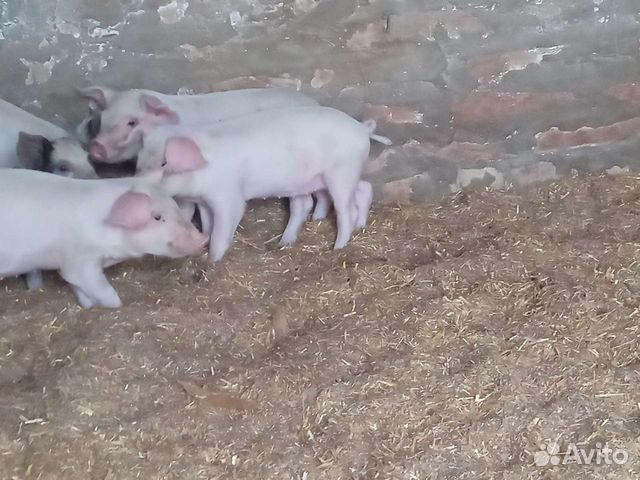 Поросята