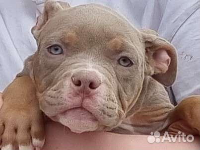 Американский булли