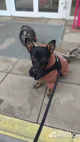 Той терьер вязка