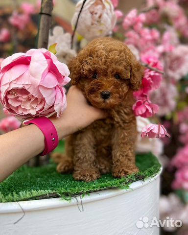 Мальтипу мини red brown baby fase