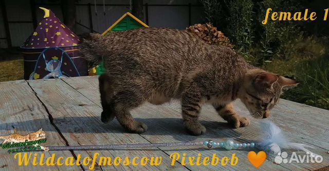 Котята Пиксибоб (готовы к переезду)