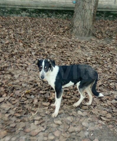 Щенок подросток Рудик