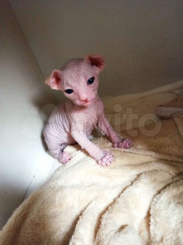 Канадский сфинкс котята