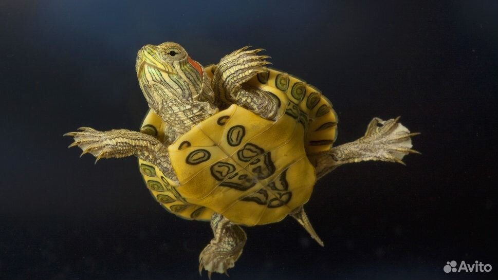 Черепахи красноухие и всё для них