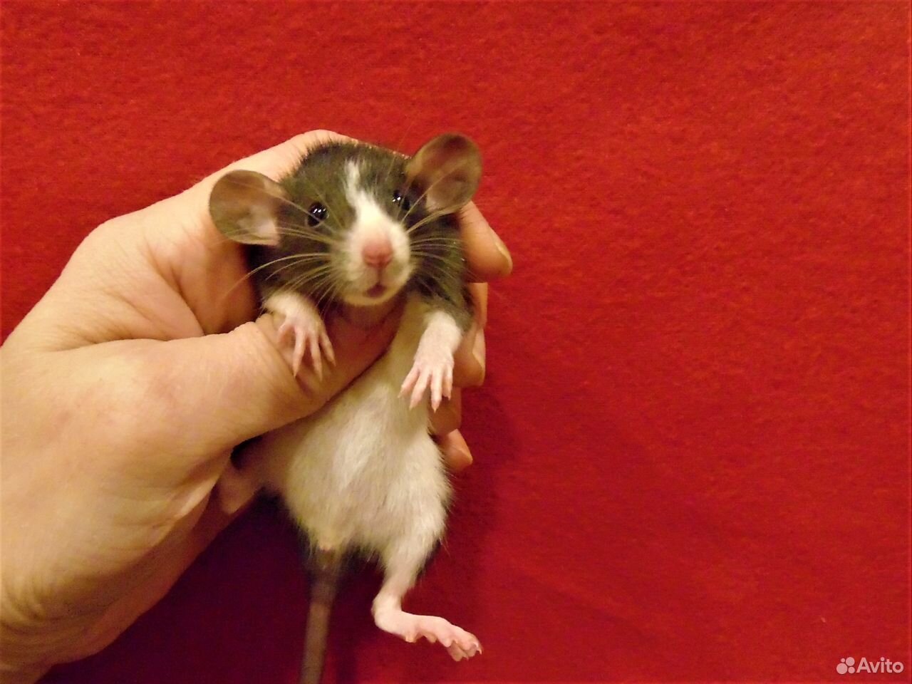 Крысята девочки на 25 сентября - питомник,клетки