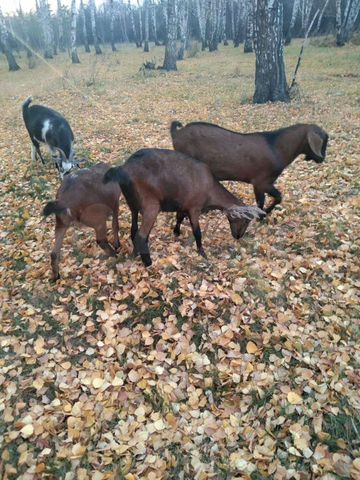 Коза нубийская