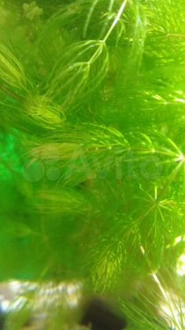 Аквариумные растения, роголистник, запуск аквариум