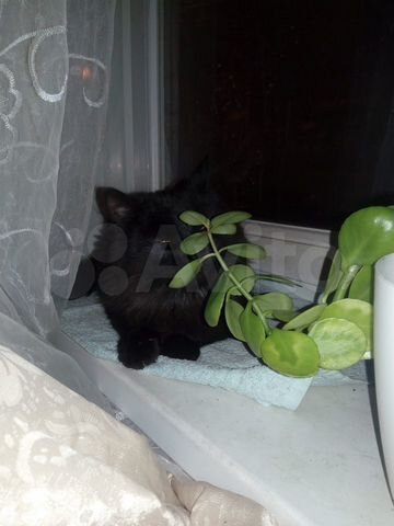 Котёнок Чиж