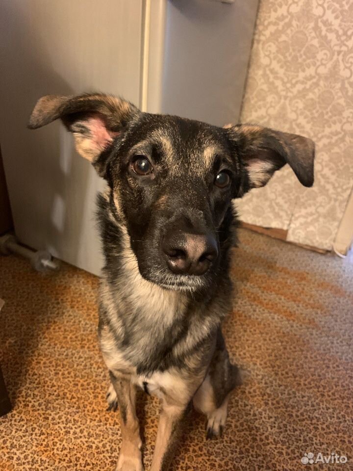 Собака, верный друг, взрослый щенок