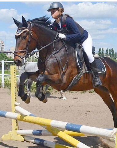 Англо-рысак мерин