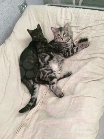 Кот