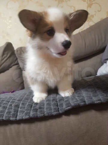 Вельш-корги пемброк щенок