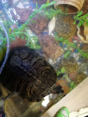Продам красноухих черепах с аквариумом