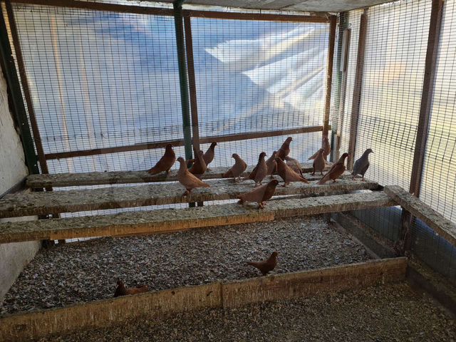 Продажа голубей
