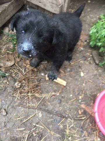 Щенок мальчик в добрые руки