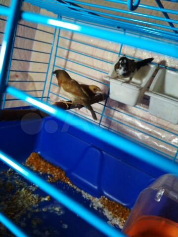 Японские амадины