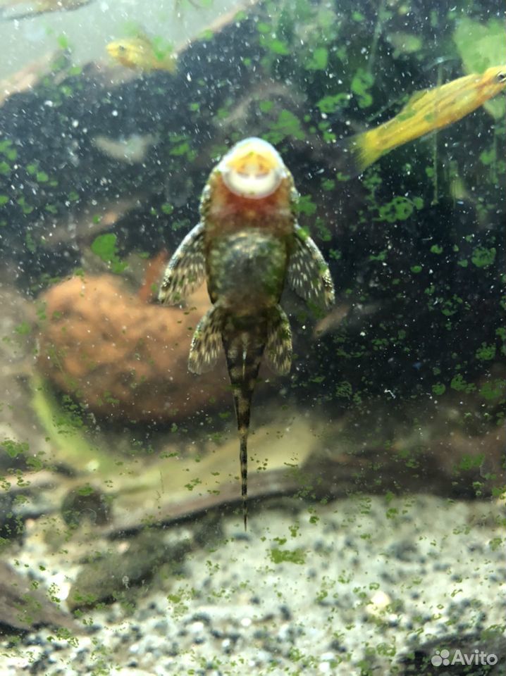 Подростки анциструса