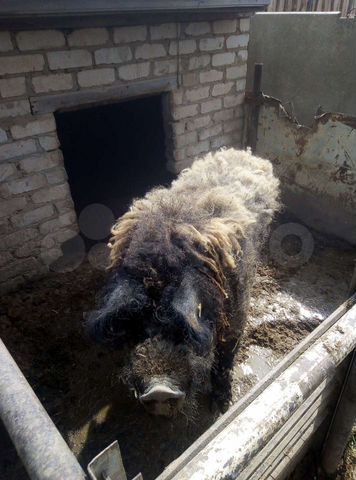 Свиньи венгерская мангалица