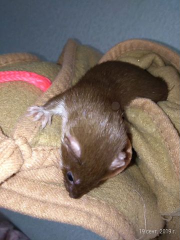 Ласка самец