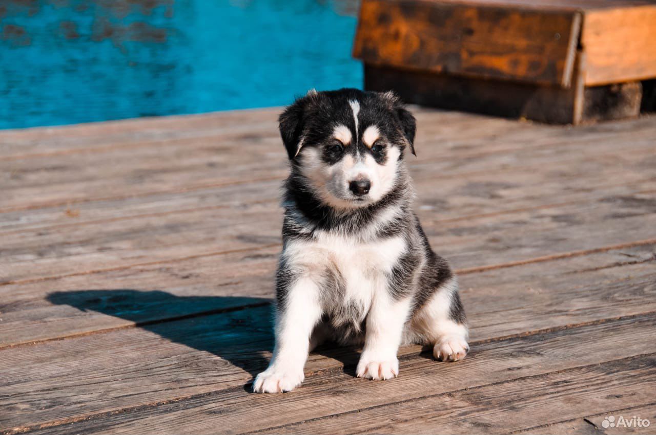 Щенок в добрые руки