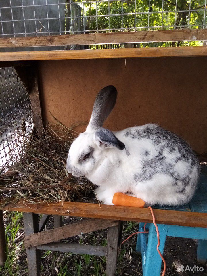 Король самец