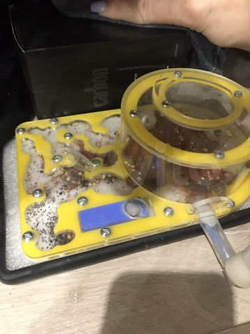 Отдам матку муравья с формикарием