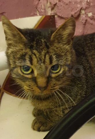 Зеленоглазая тиграша