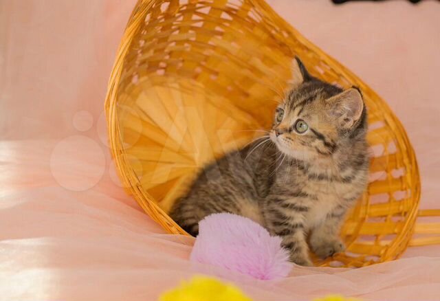 Котенок тигренок британская золотая шиншилла табби