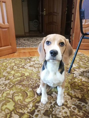 Отдам бигля в хорошие руки