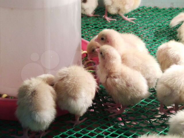 Цыплята суточные перепелята