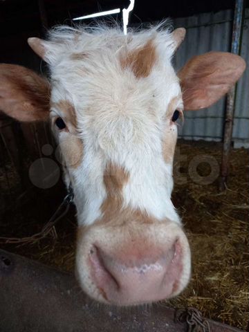 Тёлка сименталка