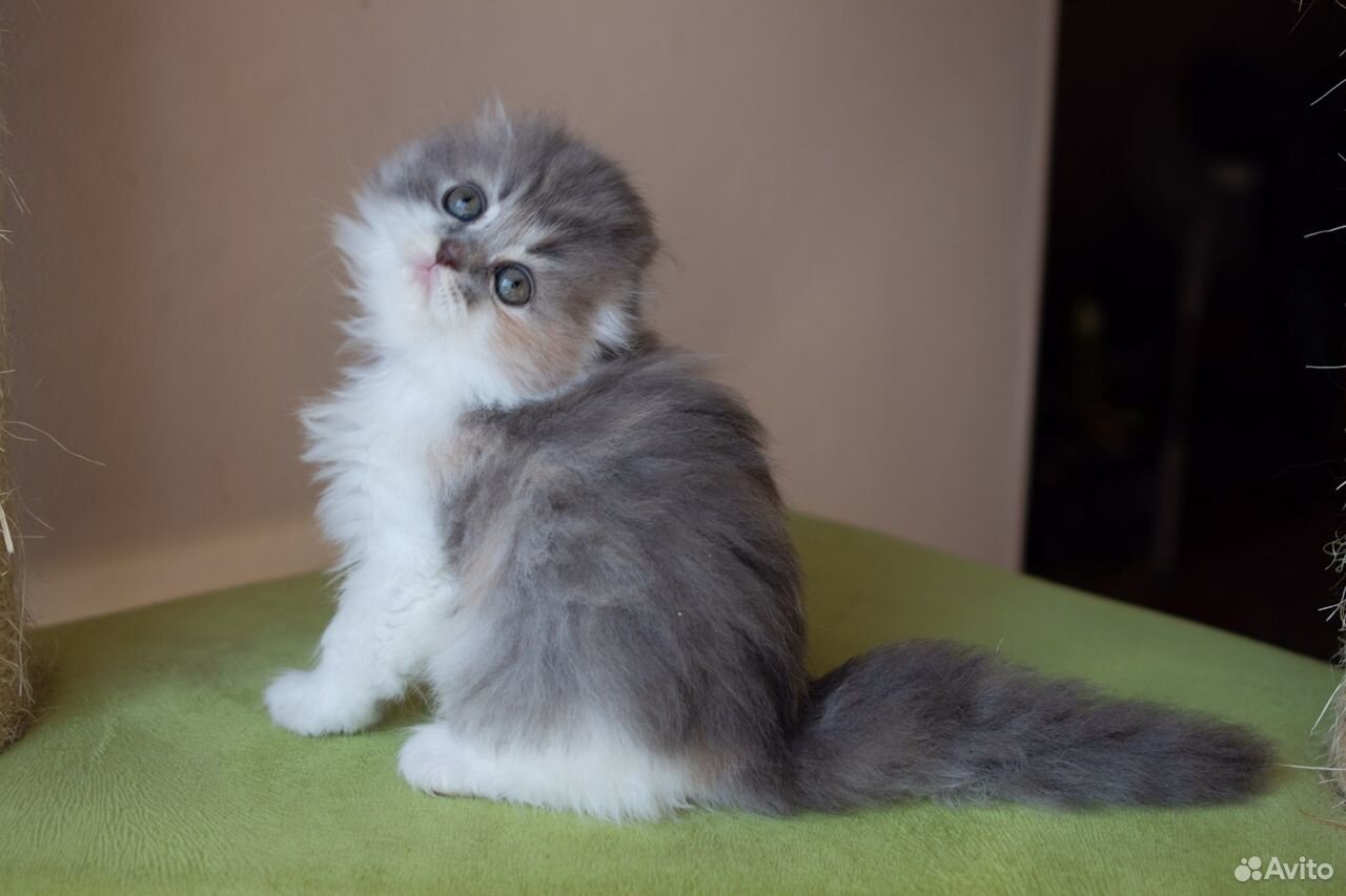 Хайленд фолд девочка