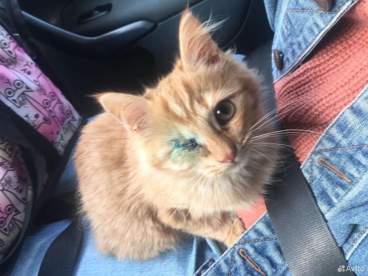 Марся малышка в добрые руки