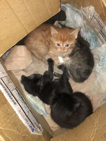 8 котят ищут дом