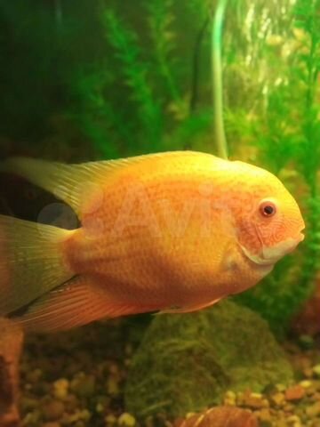 Северум красноточечный