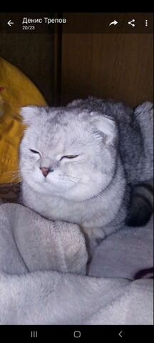 Кот шотландец веслоухий. Вязка