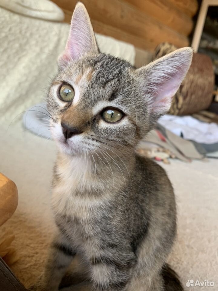 Кошка